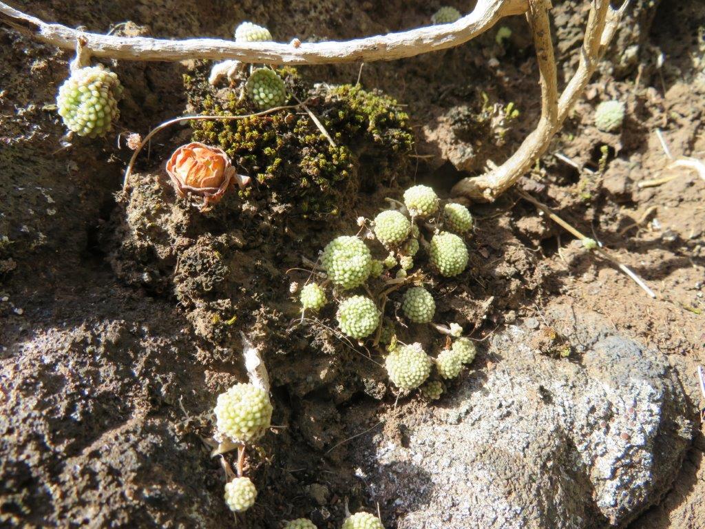 POLYPHYLLA ssp. AMYDROS Nyffeler, 1992 (engl./ fr.)